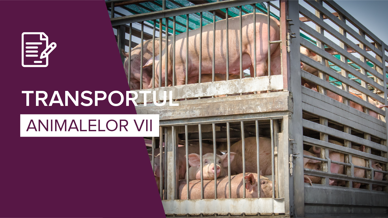ACEBOP | Transportul animalelor vii, în vizorul comitetului de anchetă ...